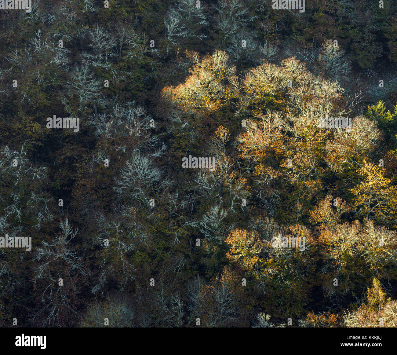 Devoid of leaves hi-res stock photography and images - Alamy