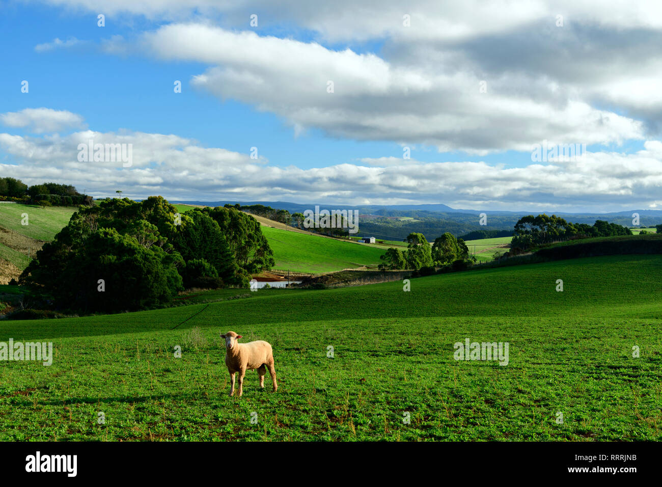 Oceania, Australia, Australian, Down Under, Tasmania Stock Photo - Alamy