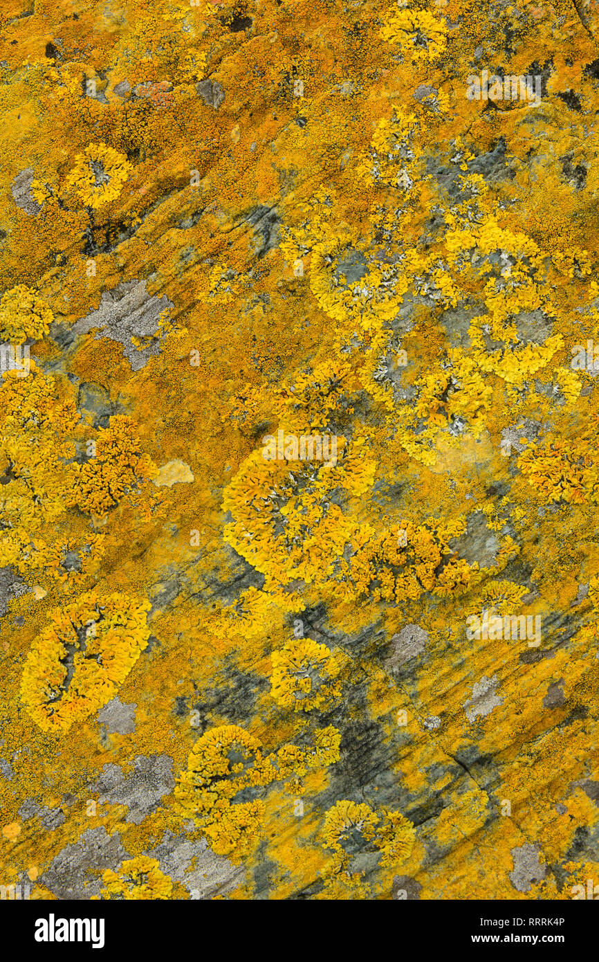 Australian lichen hi-res stock photography and images - Alamy