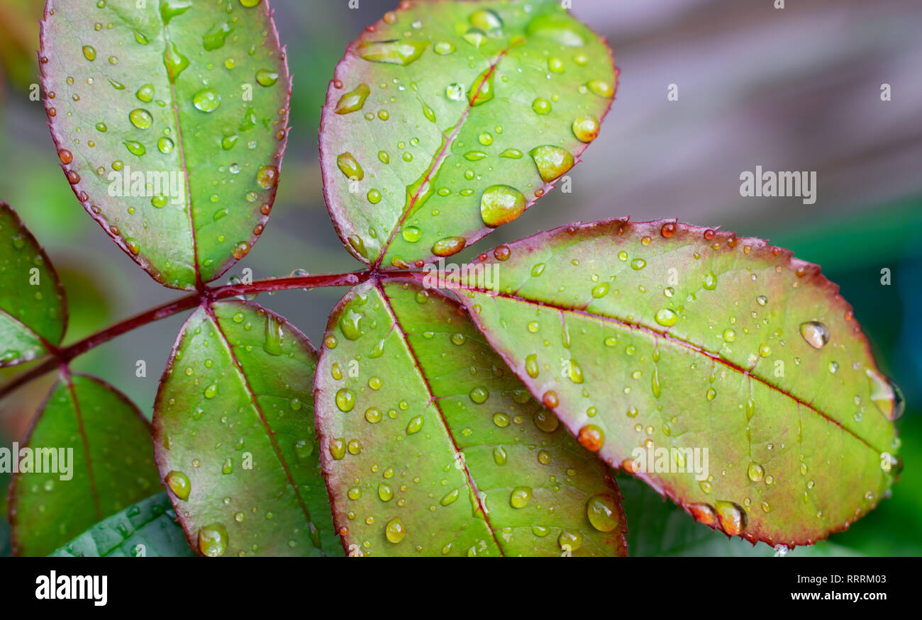 Beautiful green leaf rose with rain drops.Green leaf texture background ...