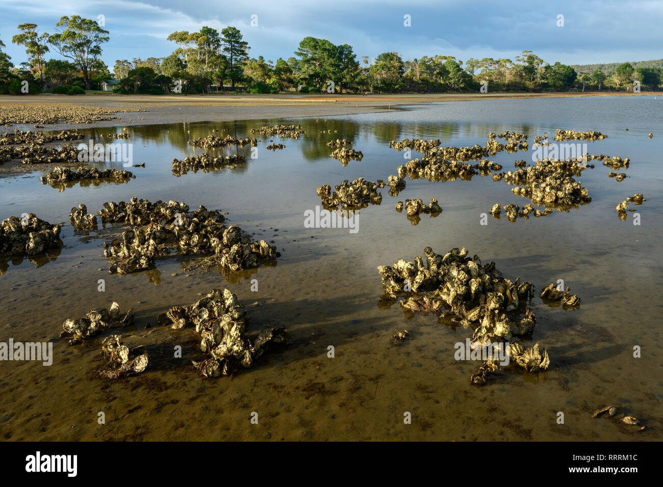 Oceania, Australia, Australian, Tasmania, Launceston, Tamar River ...