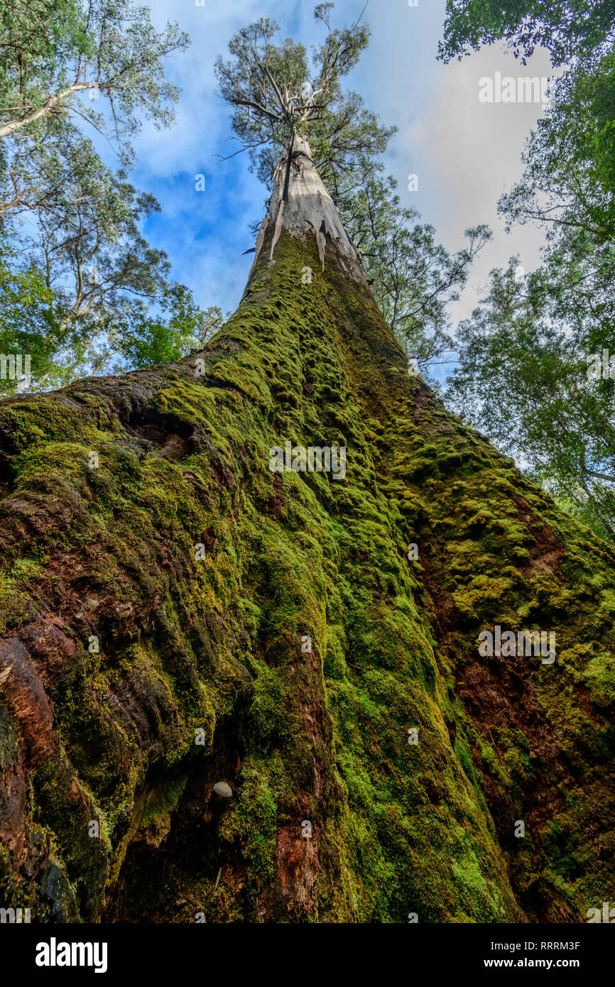 Giant eucalyptus australia hi-res stock photography and images - Alamy