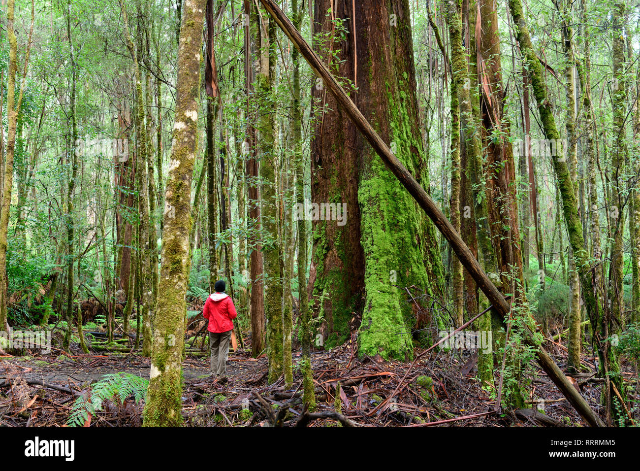 Australia, Australian, Tasmania, Central Highlands, Mount Field ...