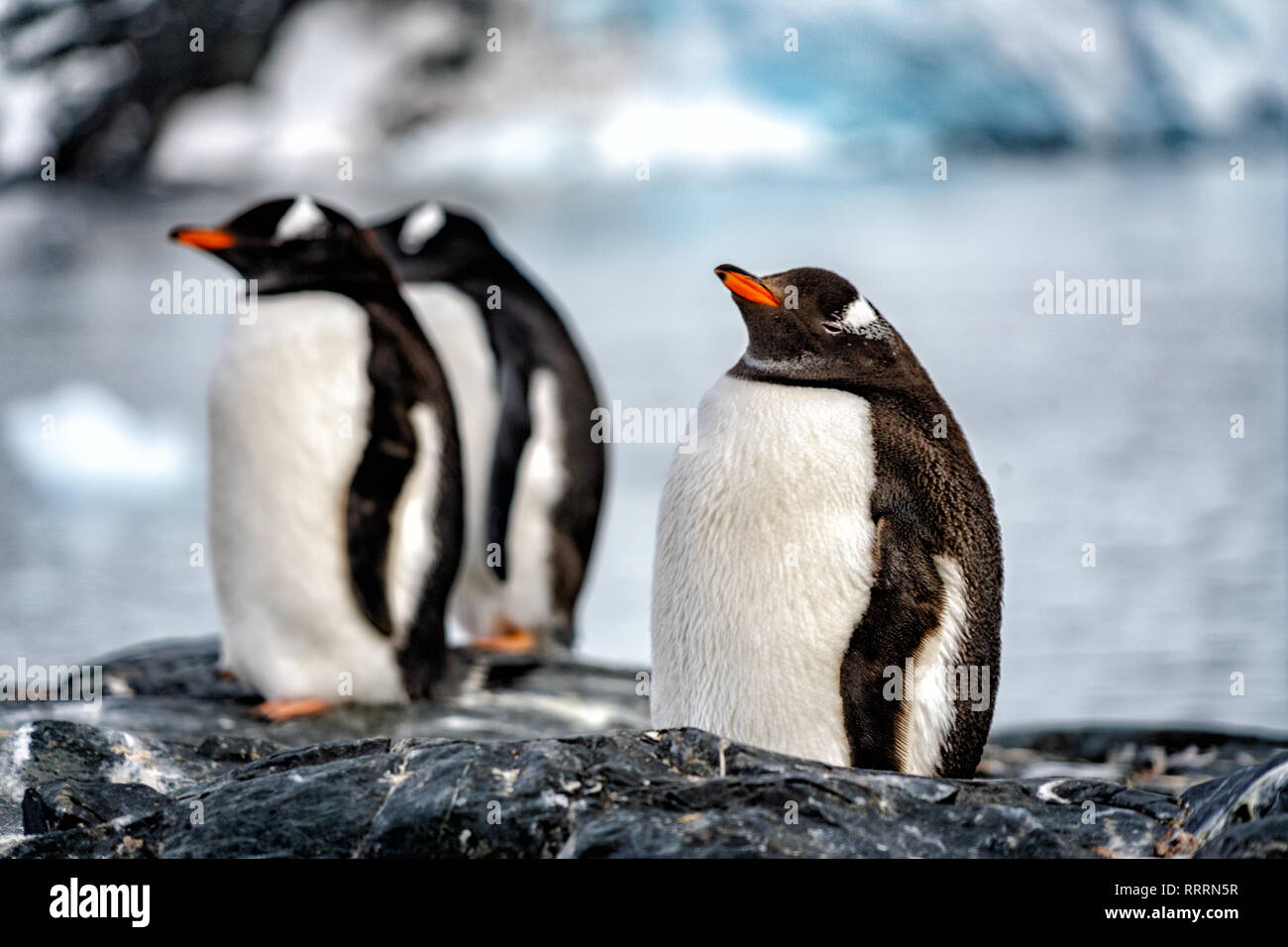 Penguins in Antarctica Stock Photo - Alamy