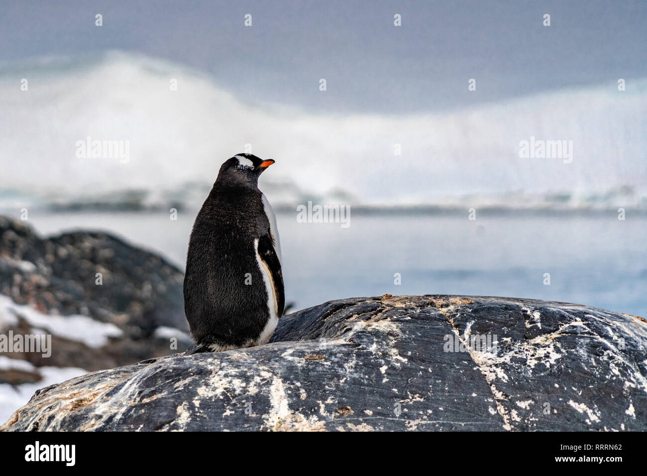 Penguin in Antarctica Stock Photo - Alamy
