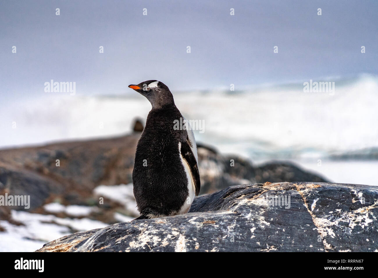 Penguin family jumping hi-res stock photography and images - Alamy