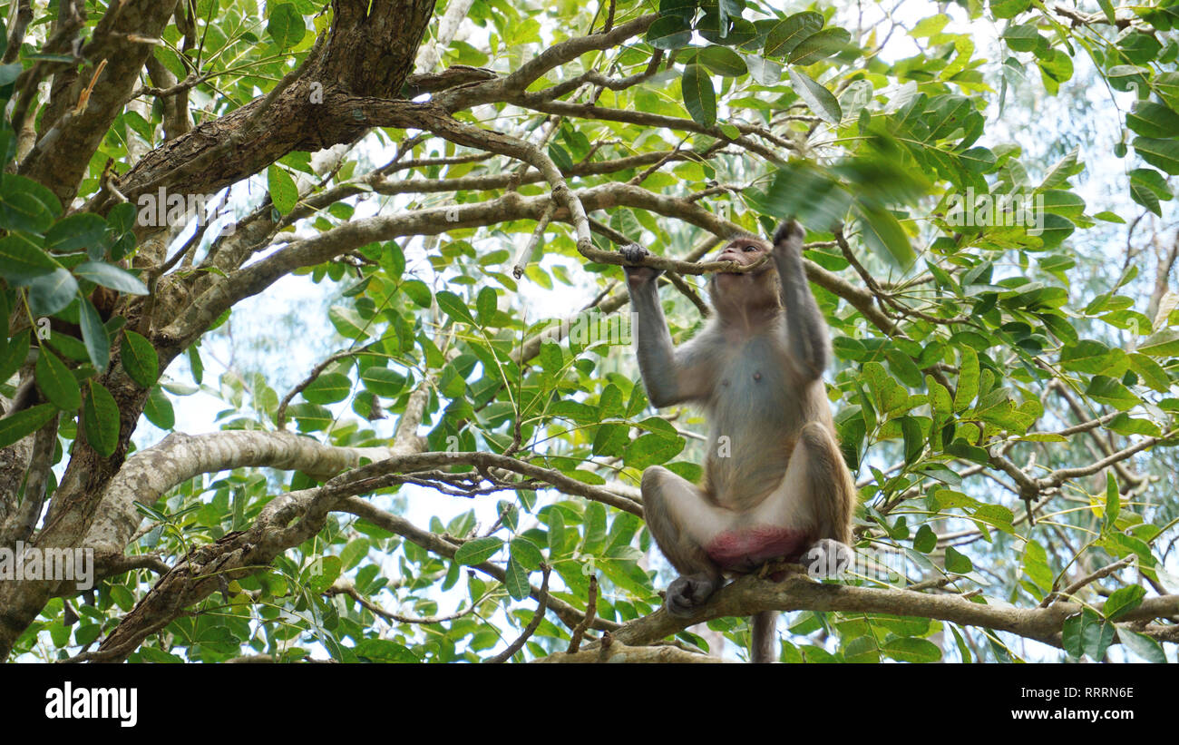 Monkey macaque in the rain forest. Monkeys in the natural environment ...