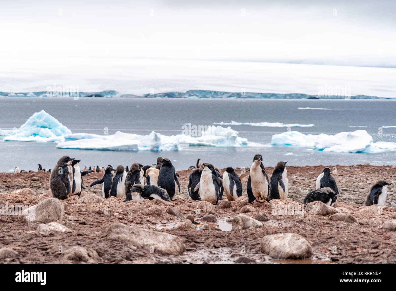 Emperor penguin colony antarctica hi-res stock photography and images ...