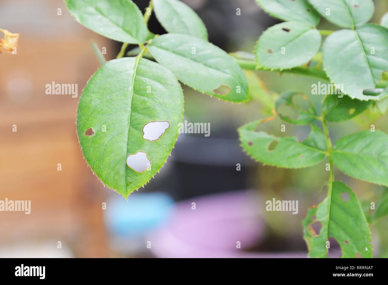 Leaf quotes hi-res stock photography and images - Alamy