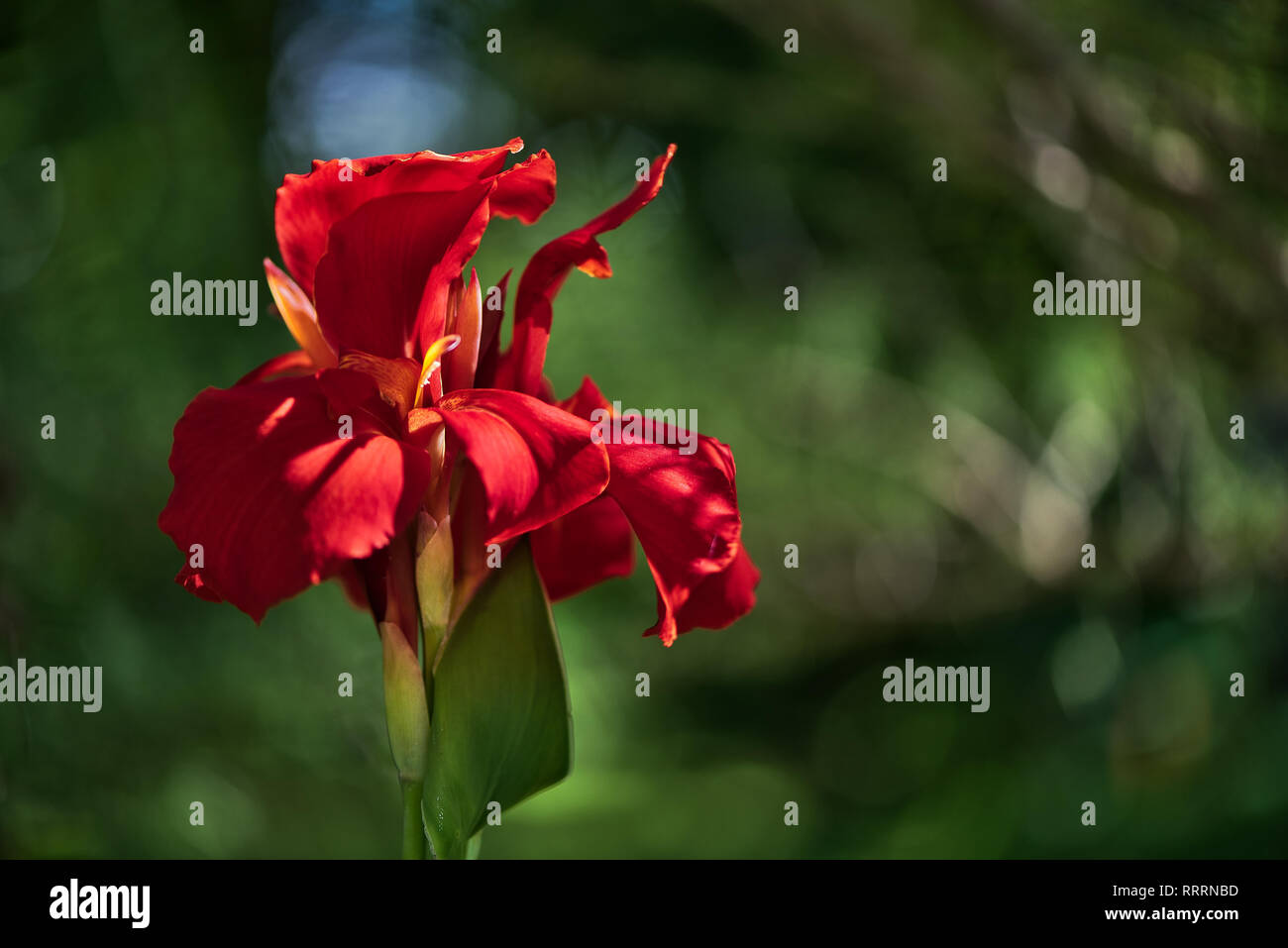 Close-up of a Charming red Indian Shot flower (Canna Indica) in a South ...