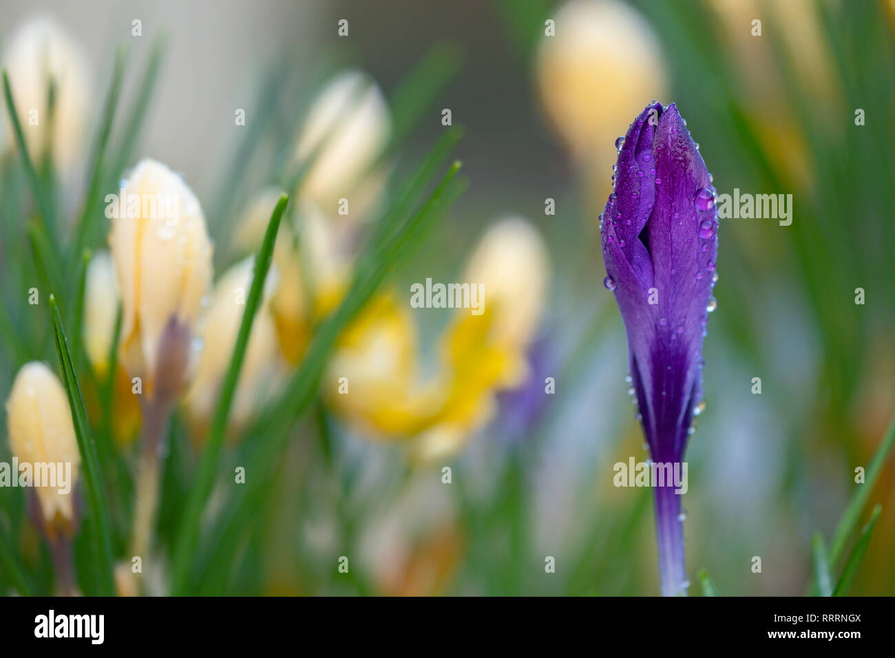 Crocuses in wales hi-res stock photography and images - Alamy
