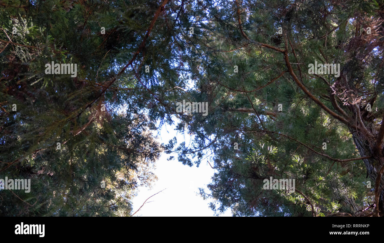 Suginami Cedar Avenue in Nikko. The longest tree lined avenue in the ...