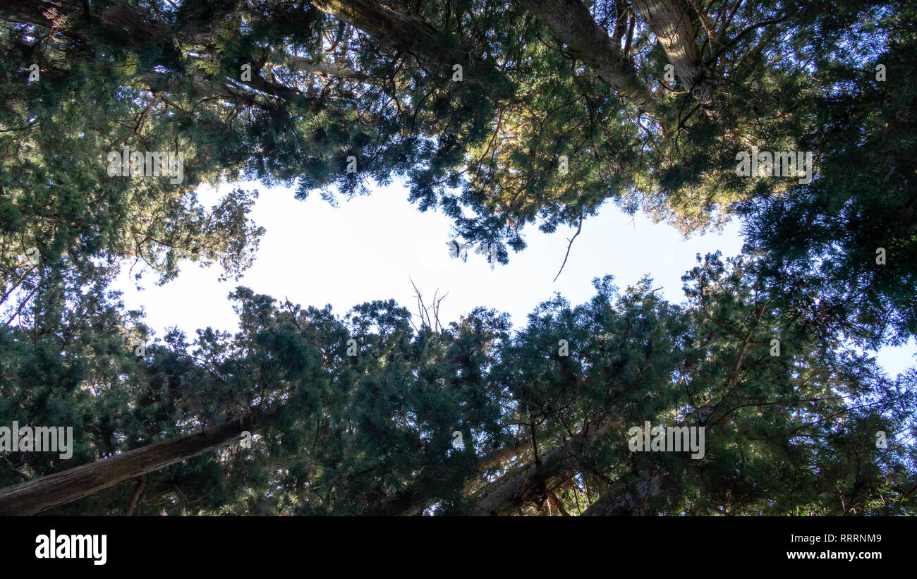 30 Meter Tall High Resolution Stock Photography and Images - Alamy