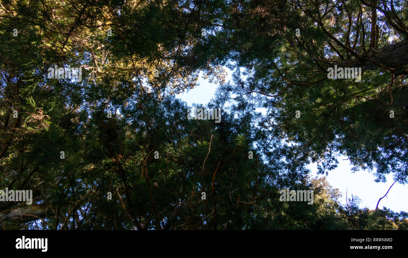Suginami Cedar Avenue in Nikko. The longest tree lined avenue in the ...