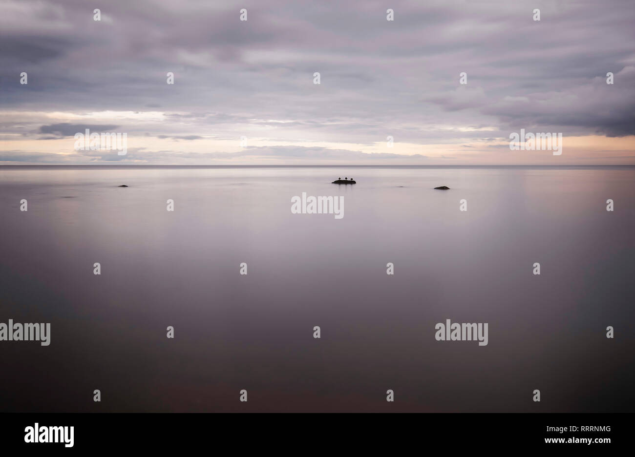 Stand still birds hi-res stock photography and images - Alamy