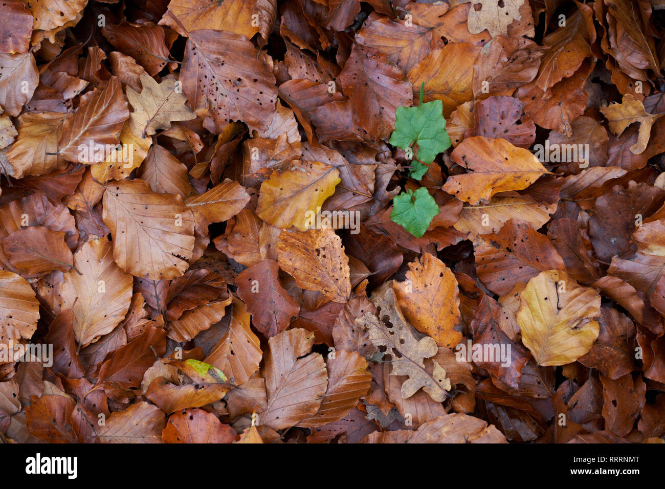 Autumn leaves close up Stock Photo - Alamy
