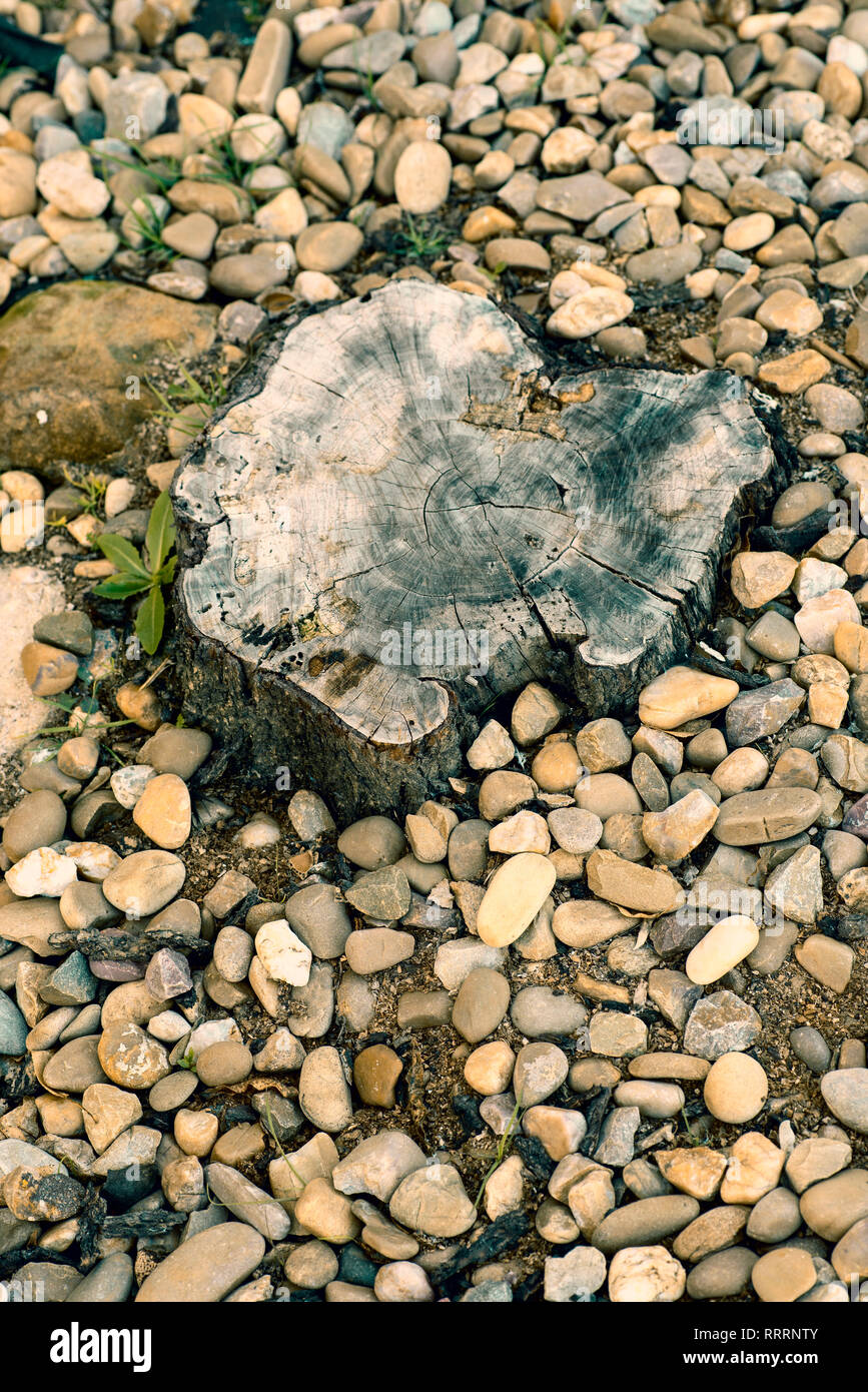 stump of a tree on a stony ground Stock Photo - Alamy