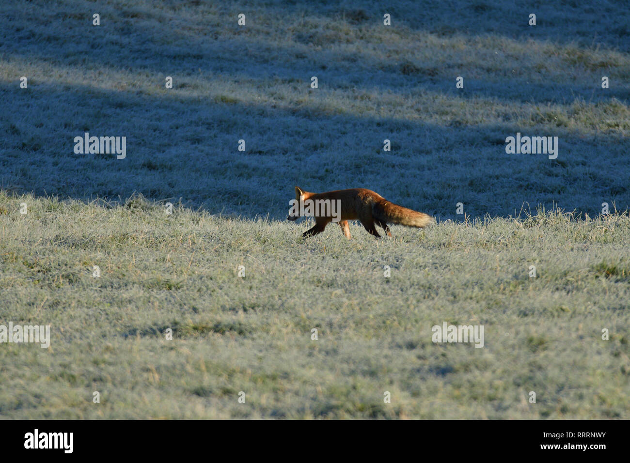 fox wildlife hunting on the meadow for feed Stock Photo - Alamy