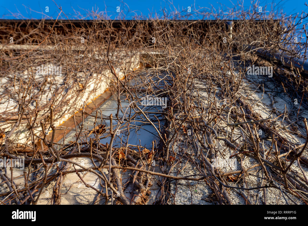 Vines On Brick Wall High Resolution Stock Photography and Images - Alamy