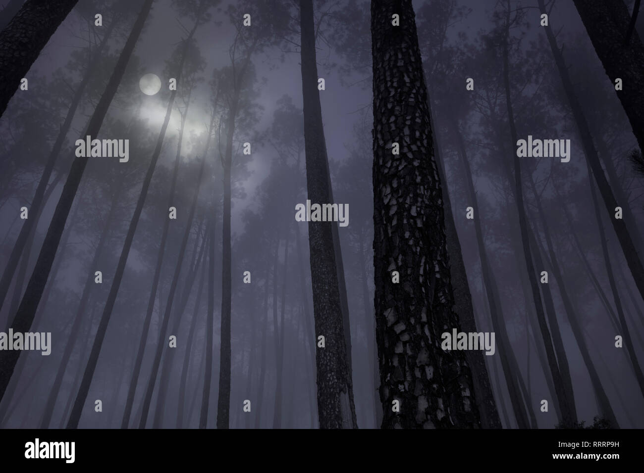 Full moon rising over foggy forest at night or dusk Stock Photo - Alamy