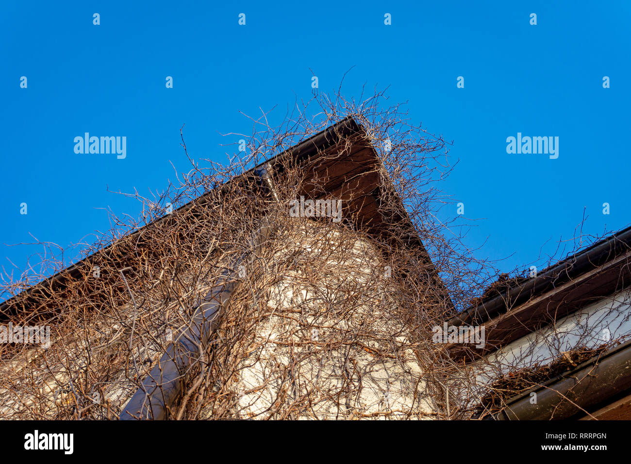 Vines On Brick Wall High Resolution Stock Photography and Images - Alamy