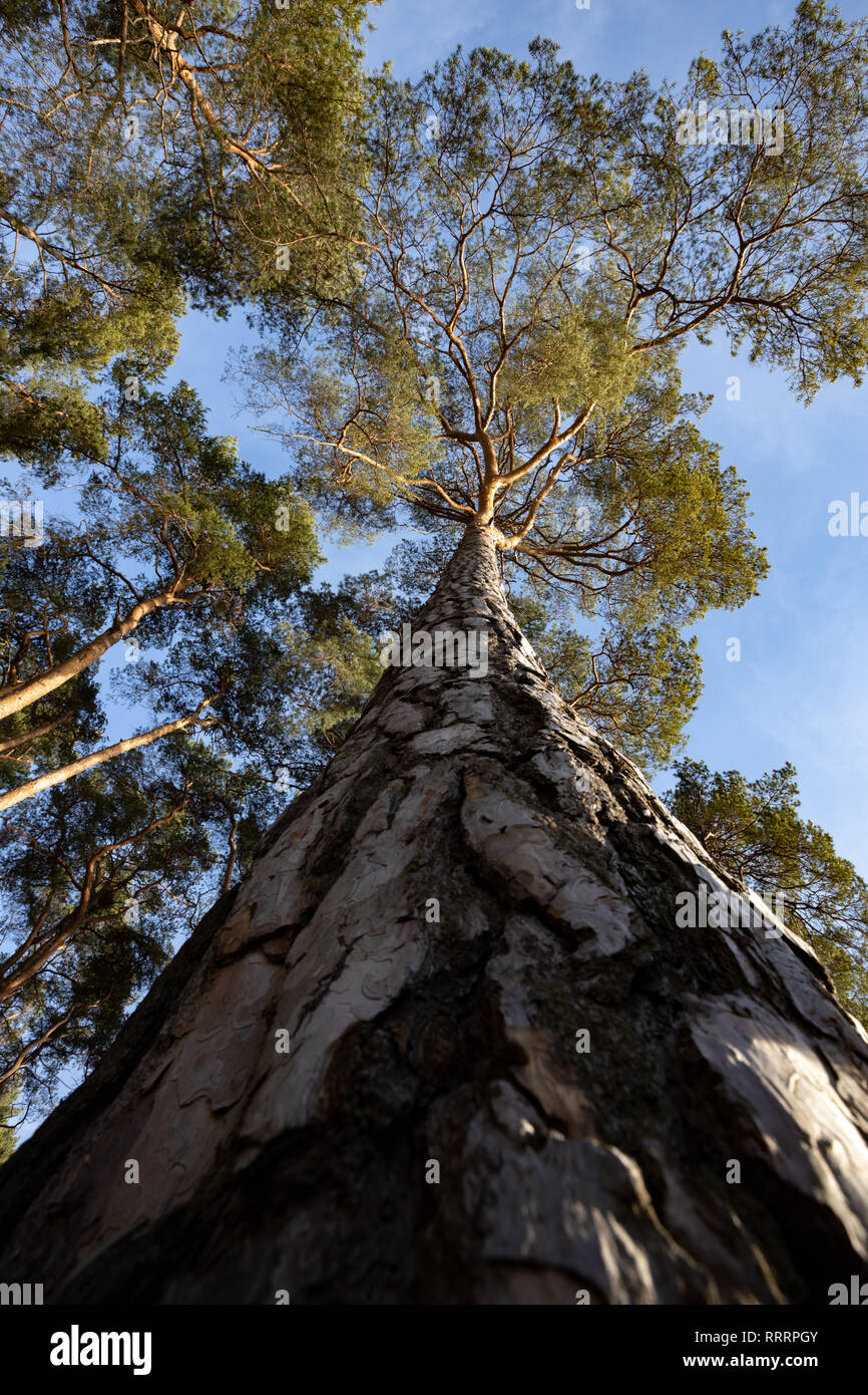 Pine tree from a alternate perspective Stock Photo - Alamy