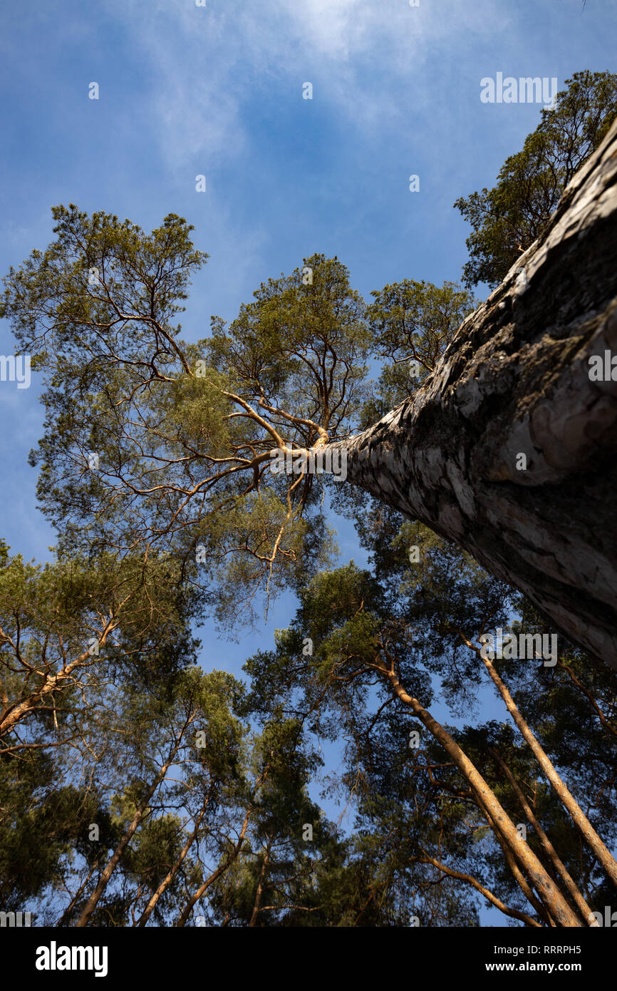 Pine tree from a alternate perspective Stock Photo - Alamy