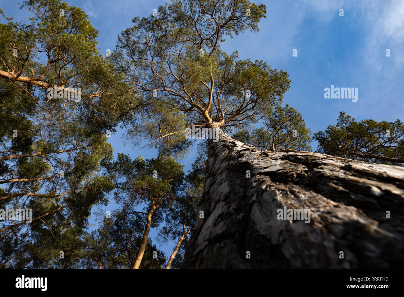 Pine tree from a alternate perspective Stock Photo - Alamy