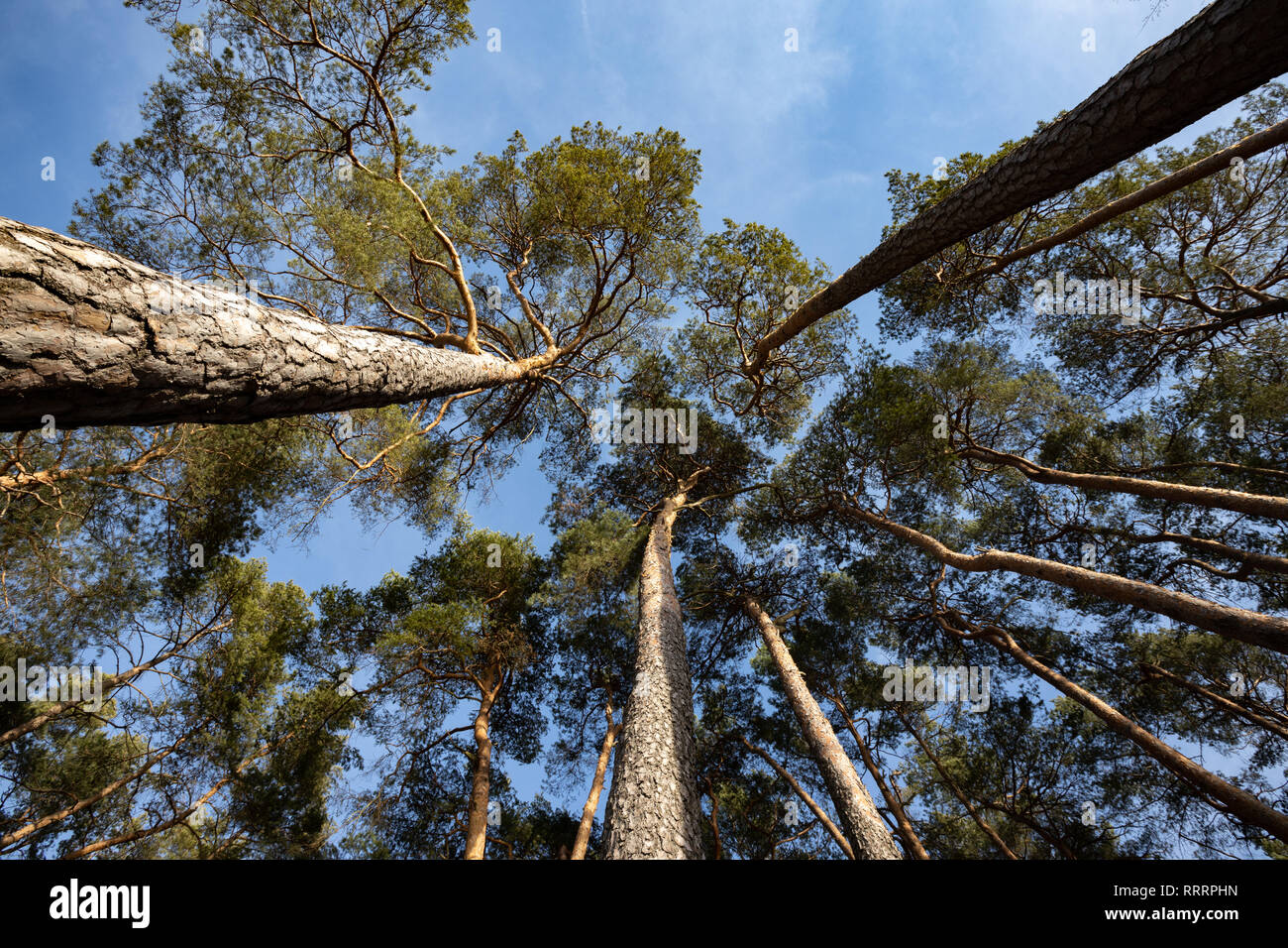 Pine tree from a alternate perspective Stock Photo - Alamy