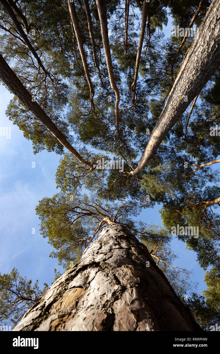 Pine tree from a alternate perspective Stock Photo - Alamy