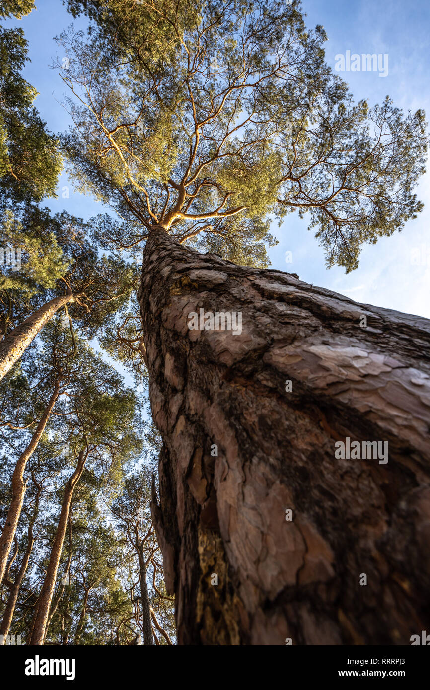 Pine tree from a alternate perspective Stock Photo - Alamy