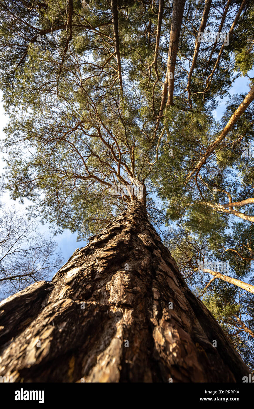 Pine tree from a alternate perspective Stock Photo - Alamy