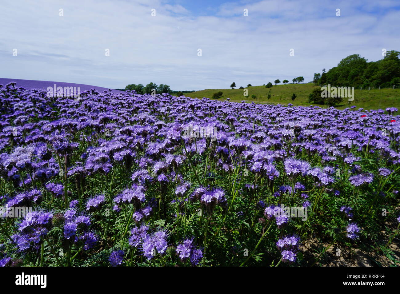 purple field of phacelia Stock Photo - Alamy