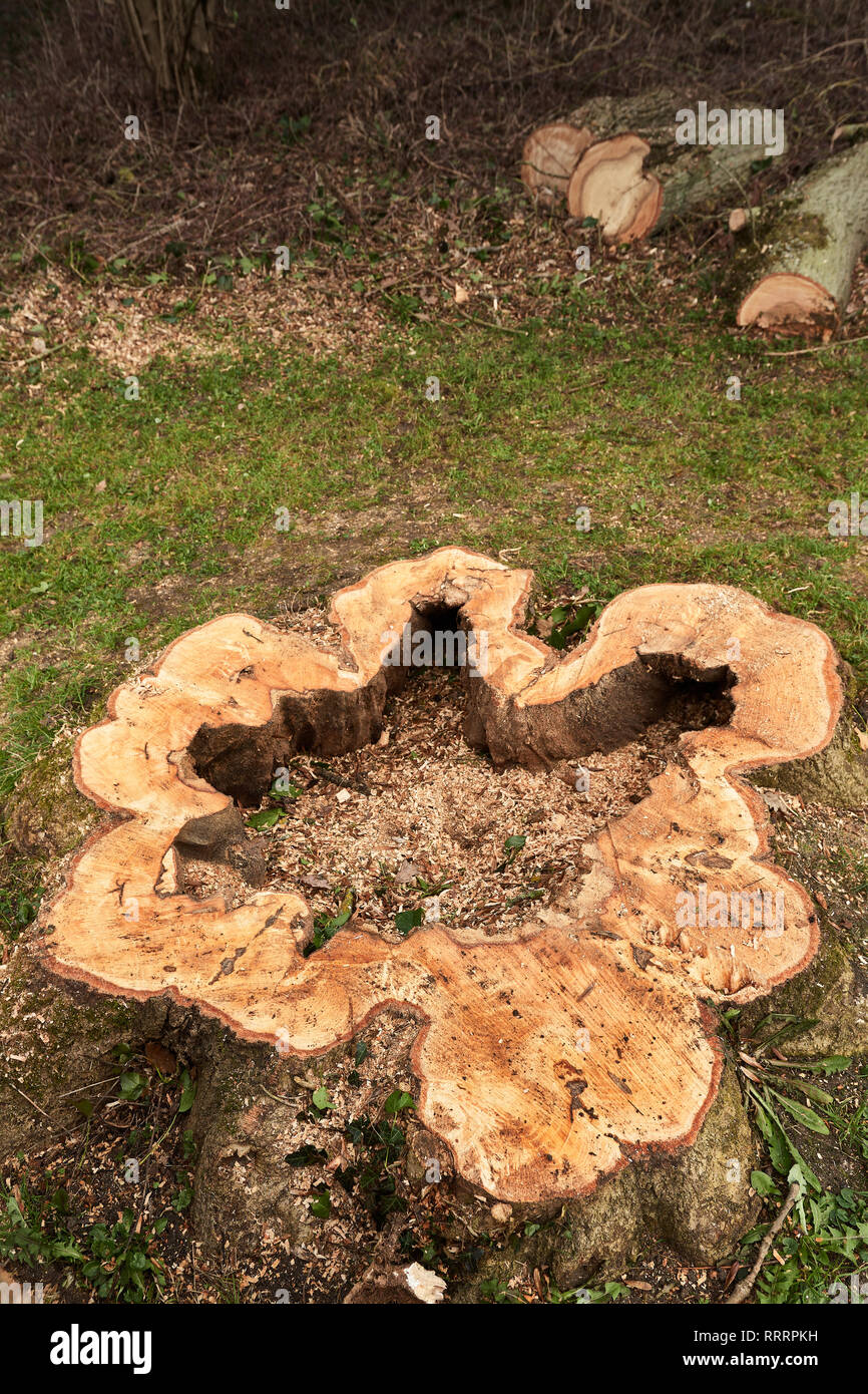 Rotted stump of a hollowed out tree cut down, at a local nature reserve ...