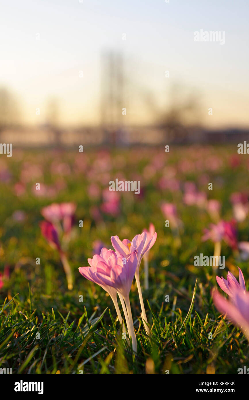 Spring is coming: First flowers of the year during sunset Stock Photo ...