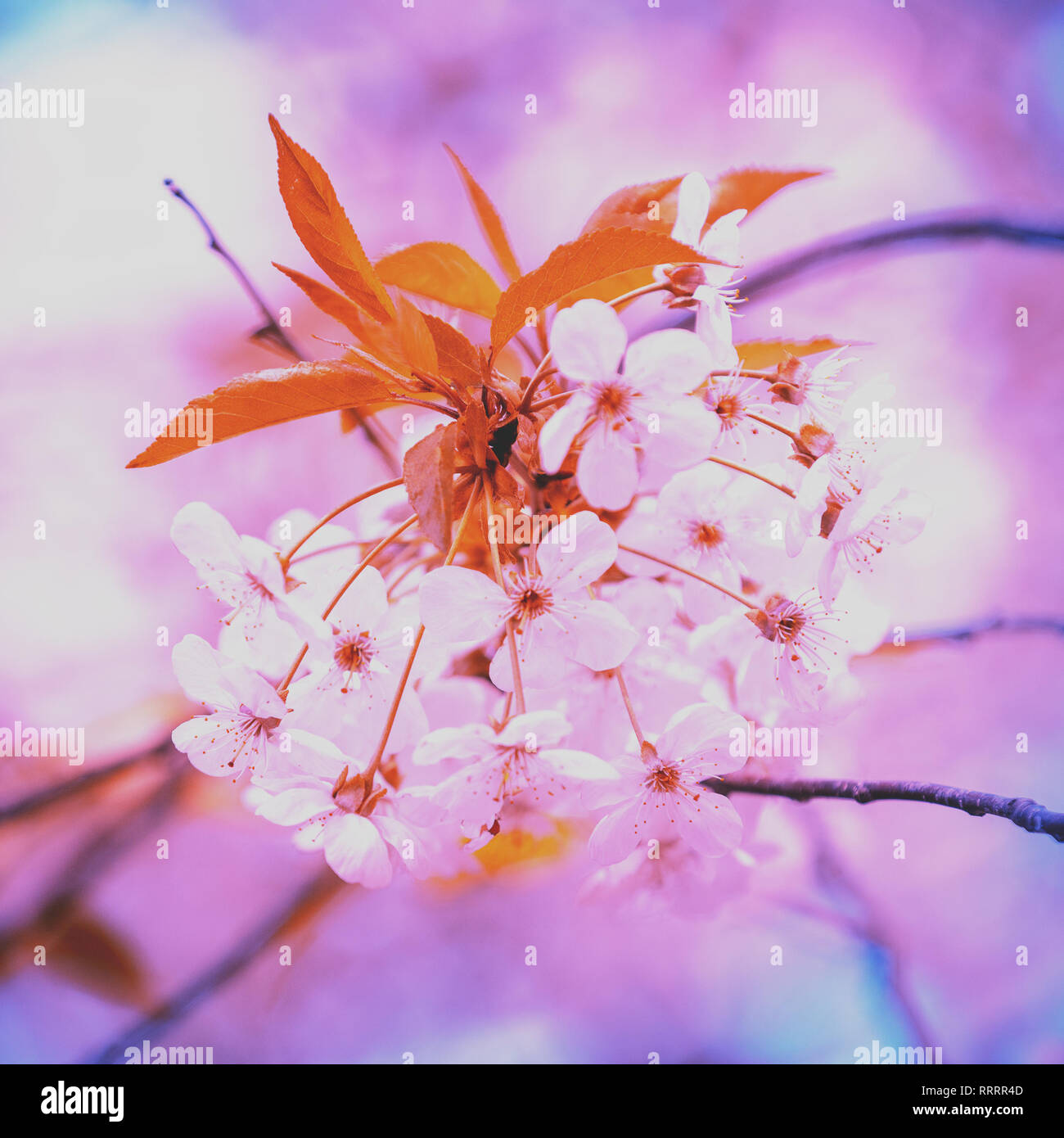 Rainbow cherry blossom hi-res stock photography and images - Alamy