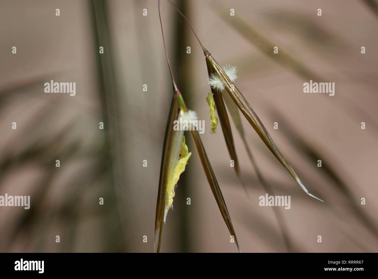 Stipa gigantea. giant feather grass Stock Photo - Alamy