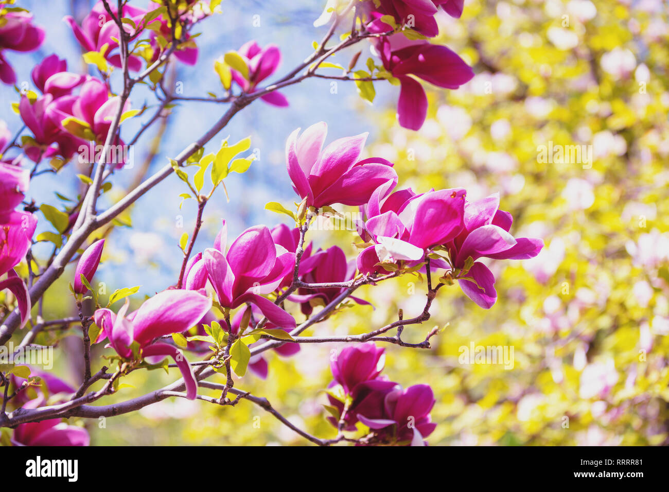 Blossoming magnolia flowers. Spring background Stock Photo - Alamy