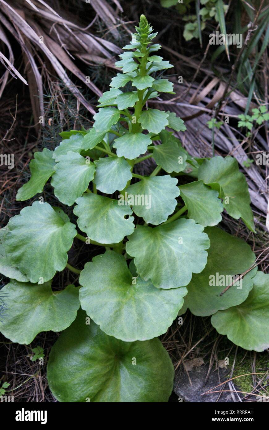 Umbilicus horizontalis hi-res stock photography and images - Alamy