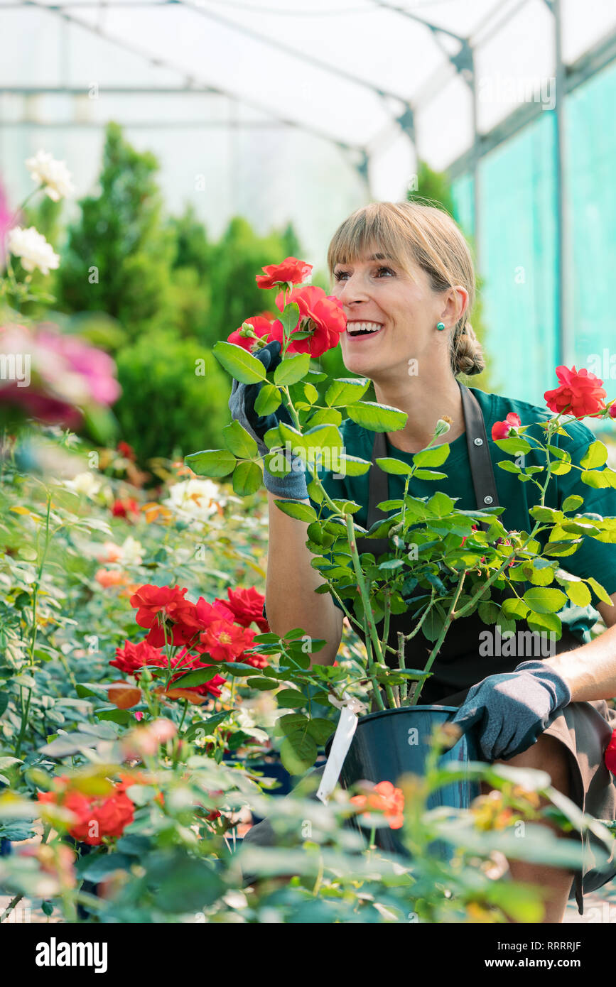 Commercial gardener woman working in the roses Stock Photo - Alamy