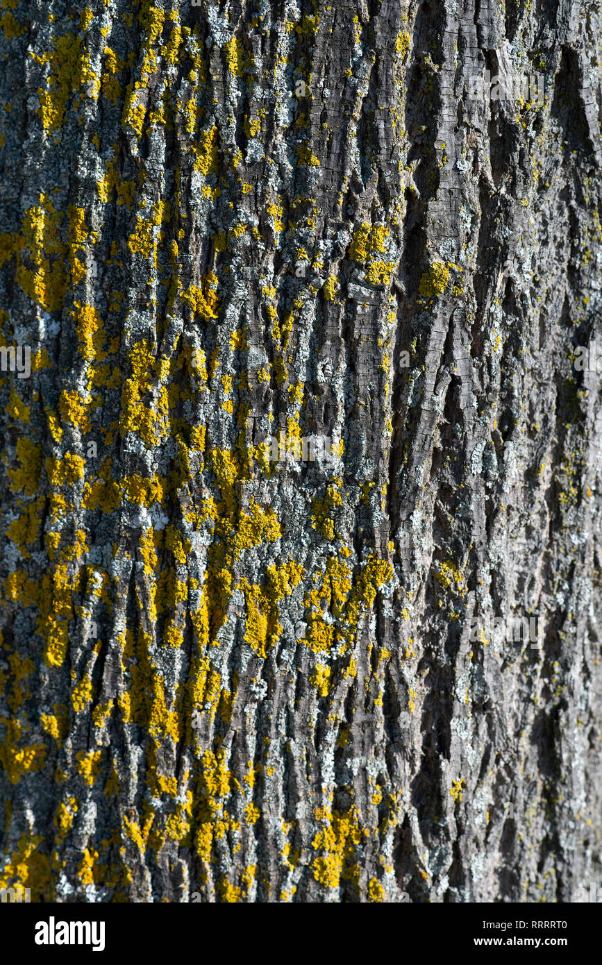 rough surface of a tree trunk Stock Photo - Alamy