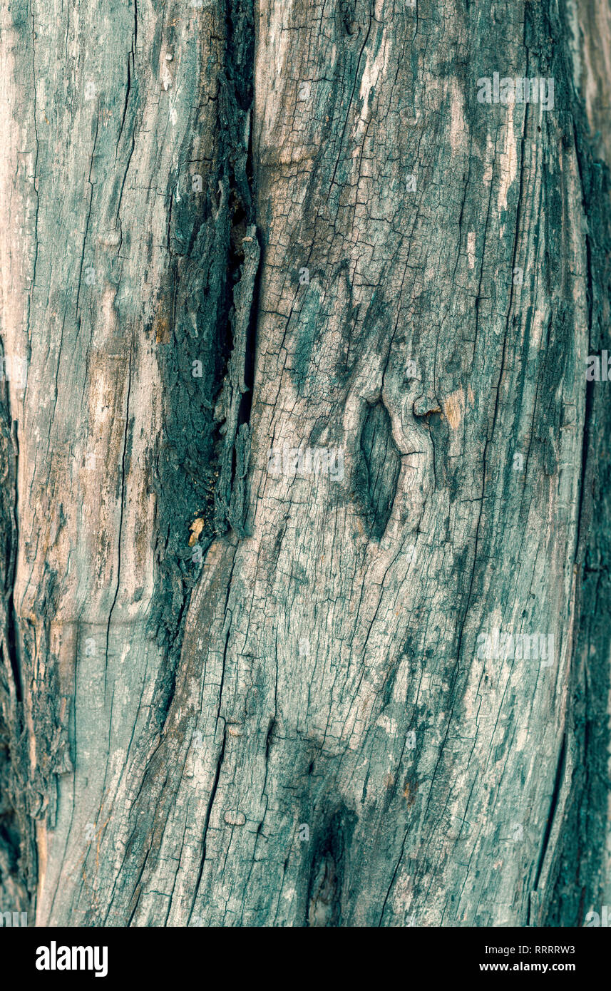 rough surface of a tree trunk Stock Photo - Alamy