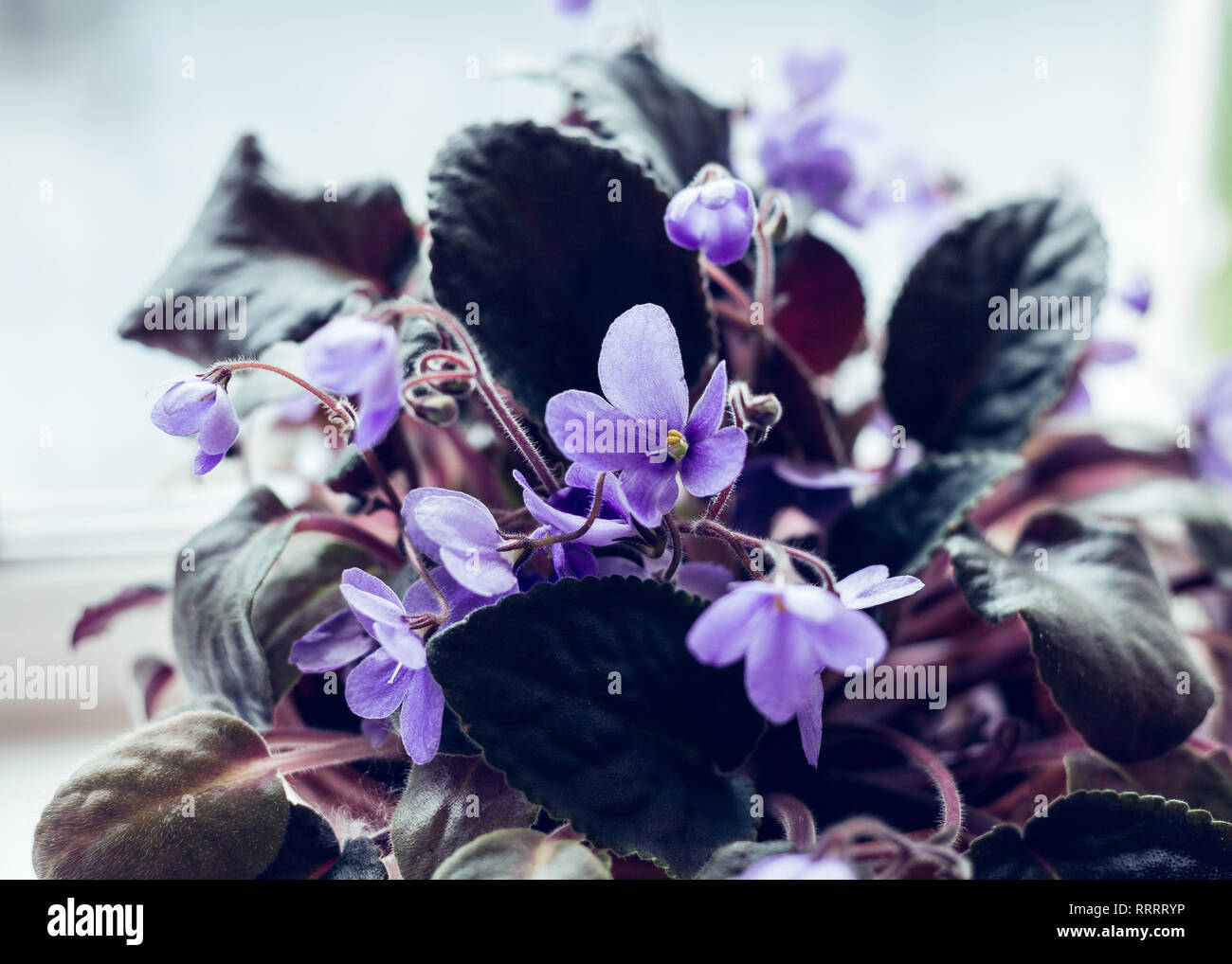 Purple african violet hi-res stock photography and images - Alamy
