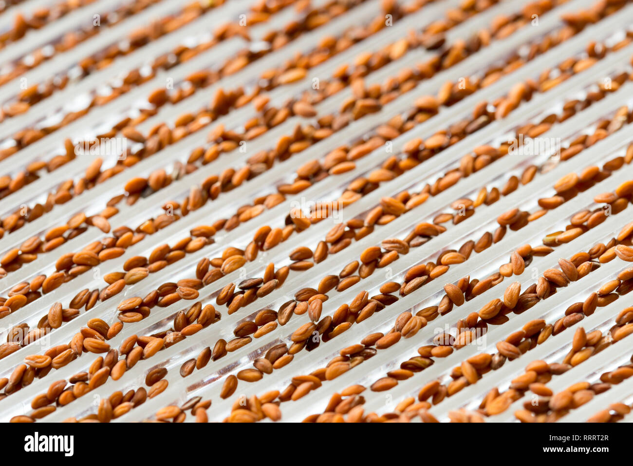 Cress seeds hi-res stock photography and images - Alamy