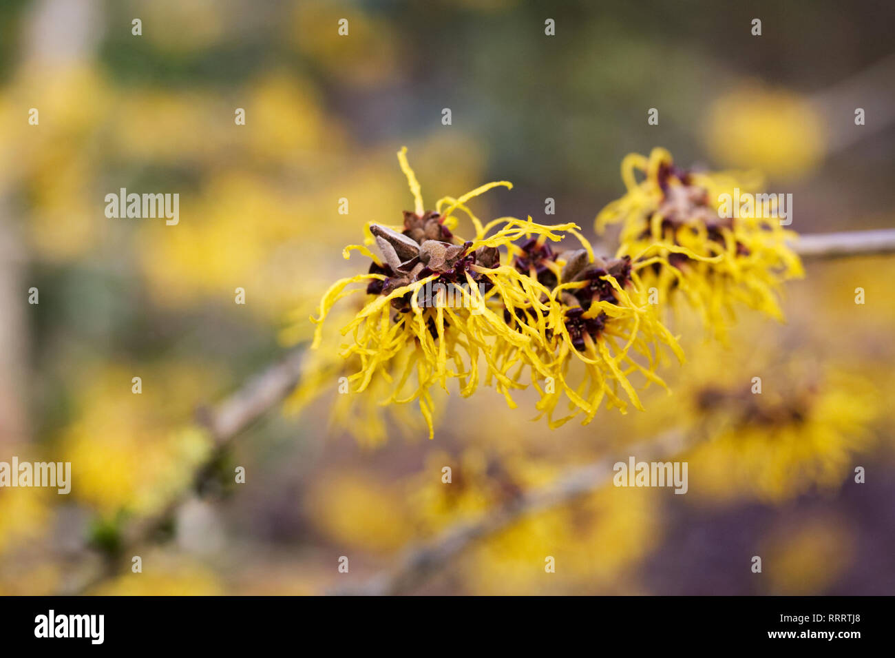 Hamamelis x intermedia Vesna. Witch hazel flowers Stock Photo - Alamy