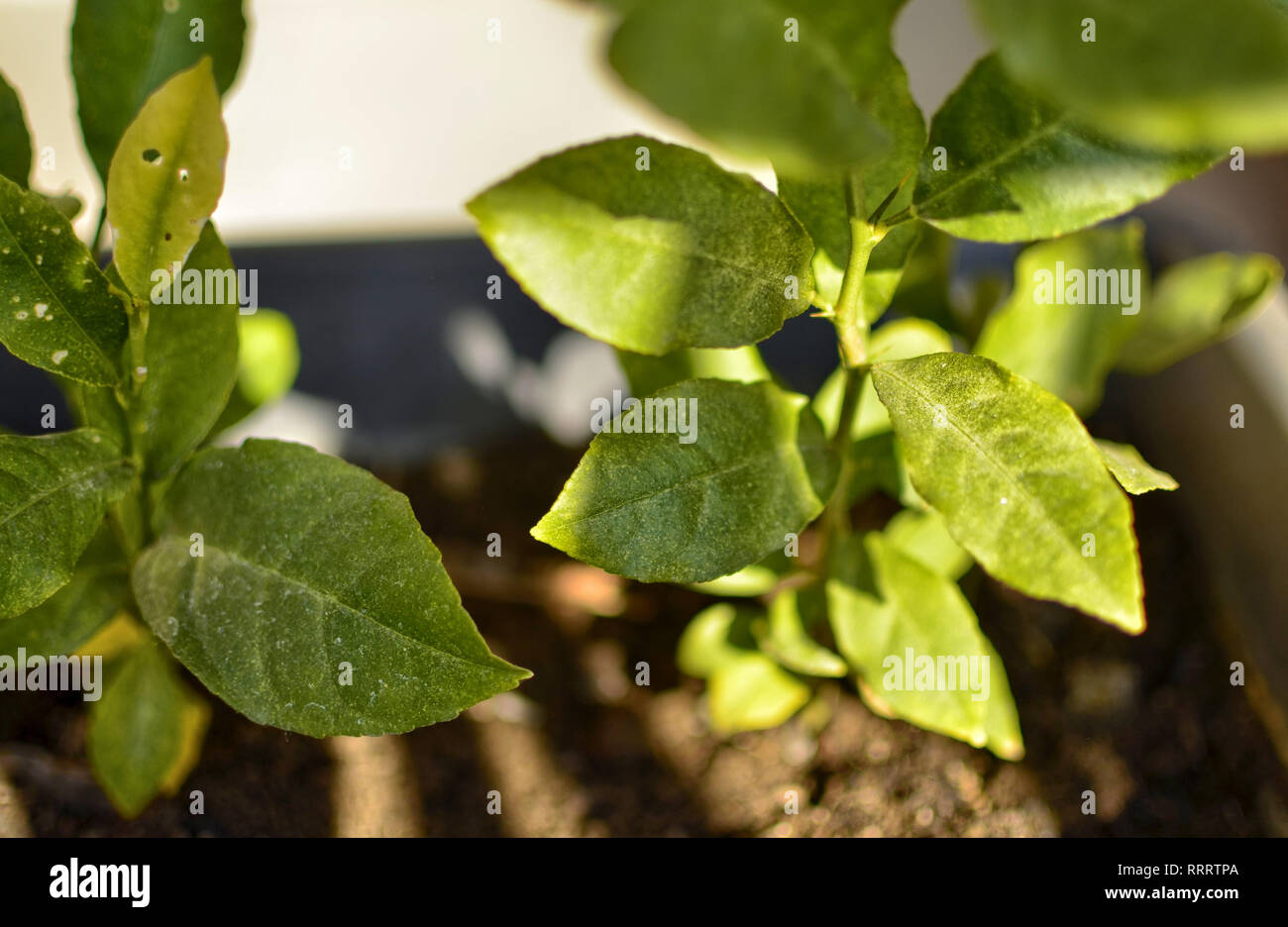 Close up on potted lemon seedlings. They are watered: a rain of water ...