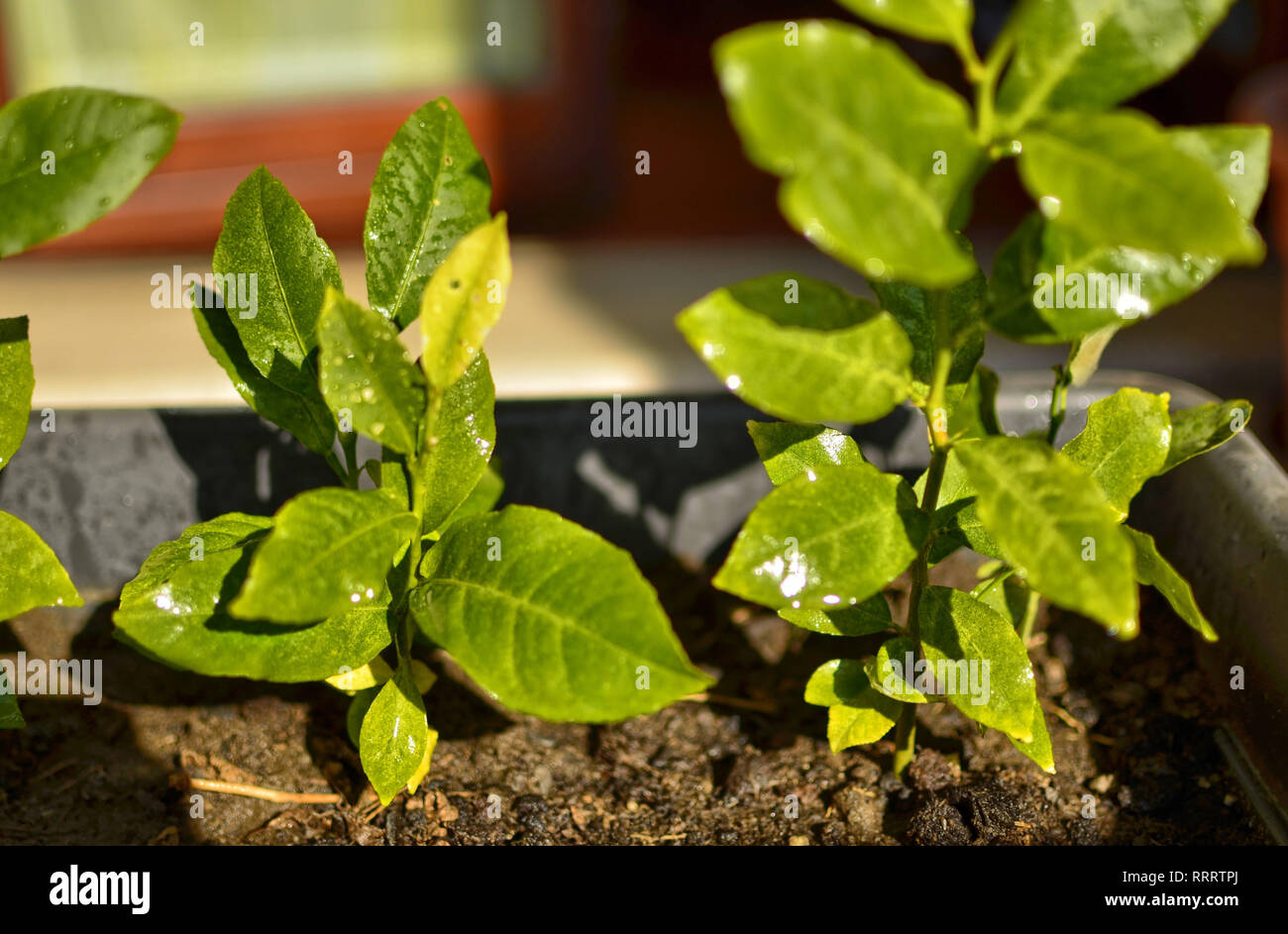 Close up on potted lemon seedlings. They are watered: a rain of water ...