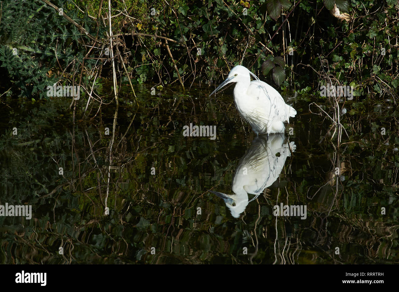 Little egret (Egretta garzetta) feeding in the spring sunshine, East ...
