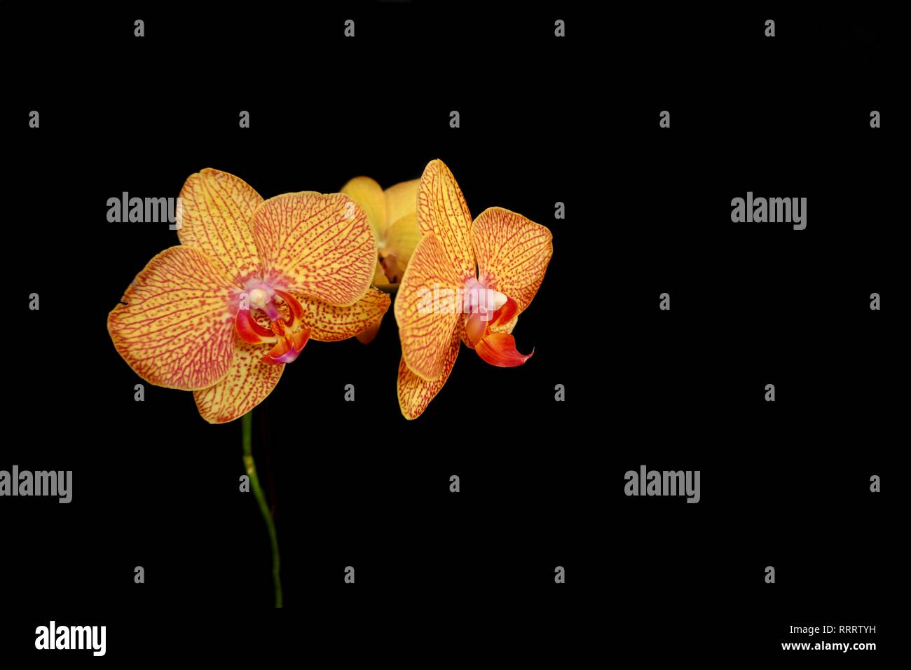 Beautiful multi colored multi orchids hi-res stock photography and ...