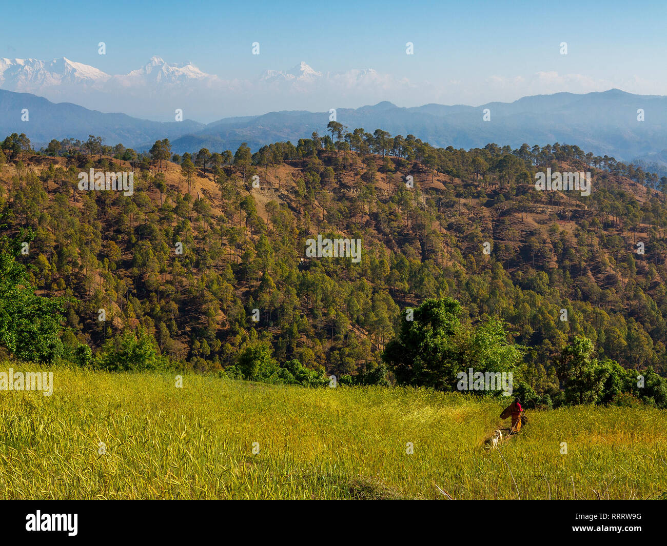 Himalayas in the distance, as seen from Lamgara Village, Kumaon Hills ...